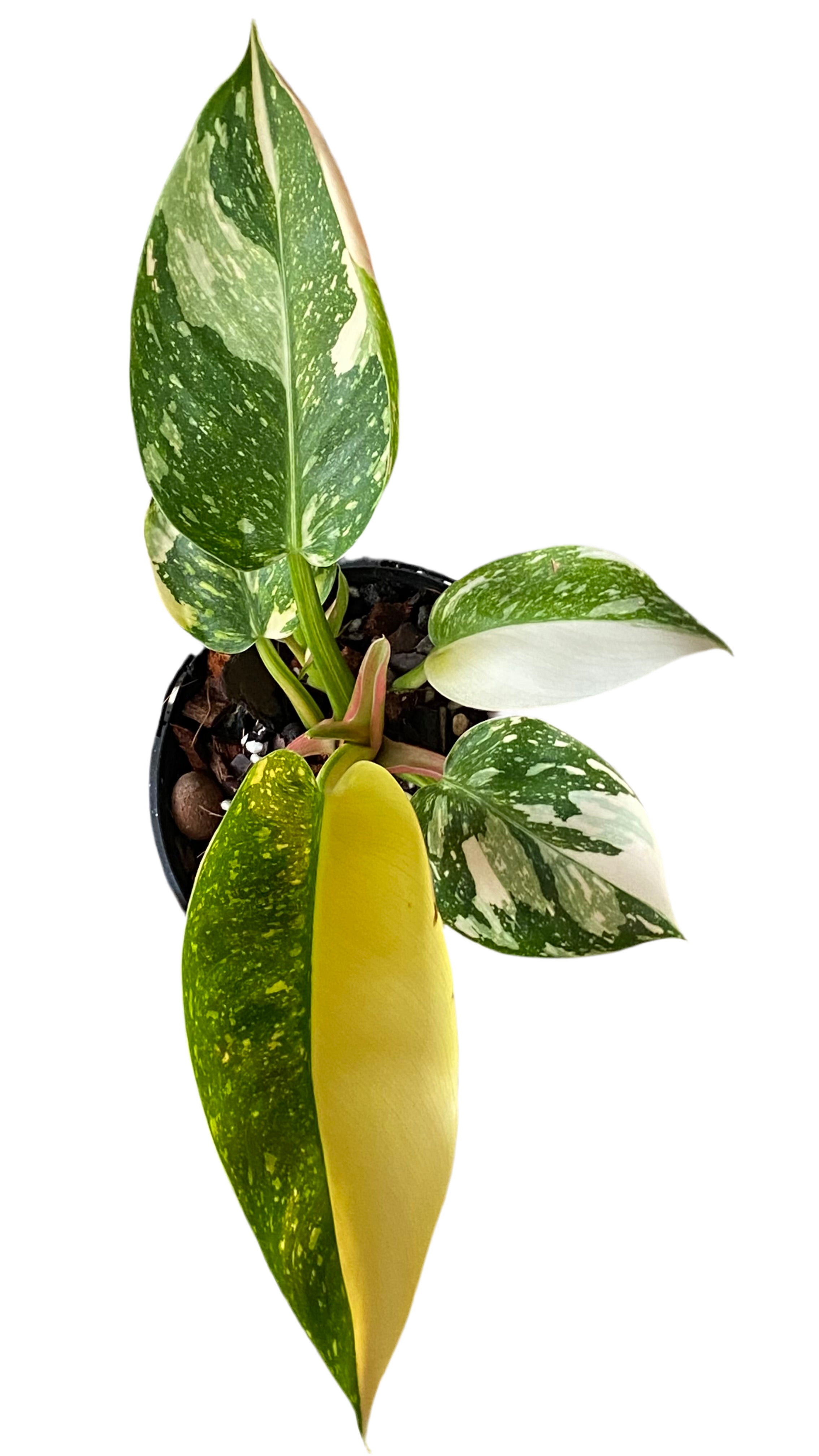 Philodendron Green Congo Nuclear – East Coast Rare Plants
