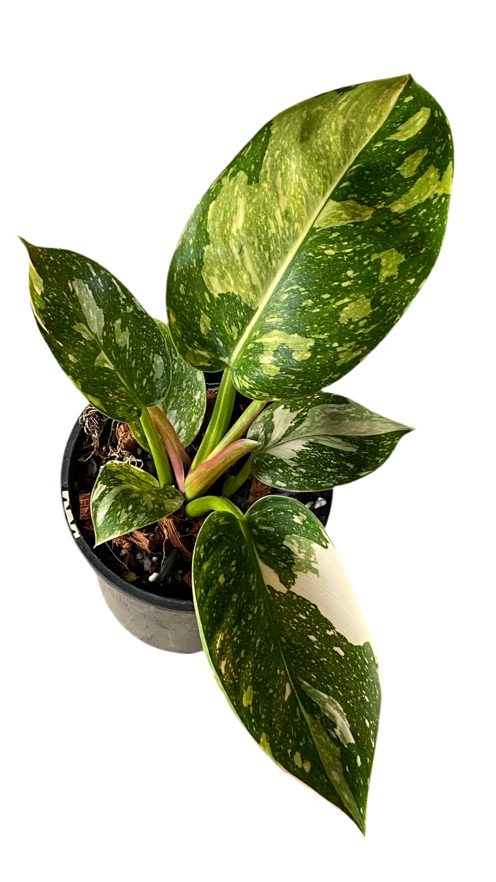 Philodendron Green Congo Nuclear – East Coast Rare Plants