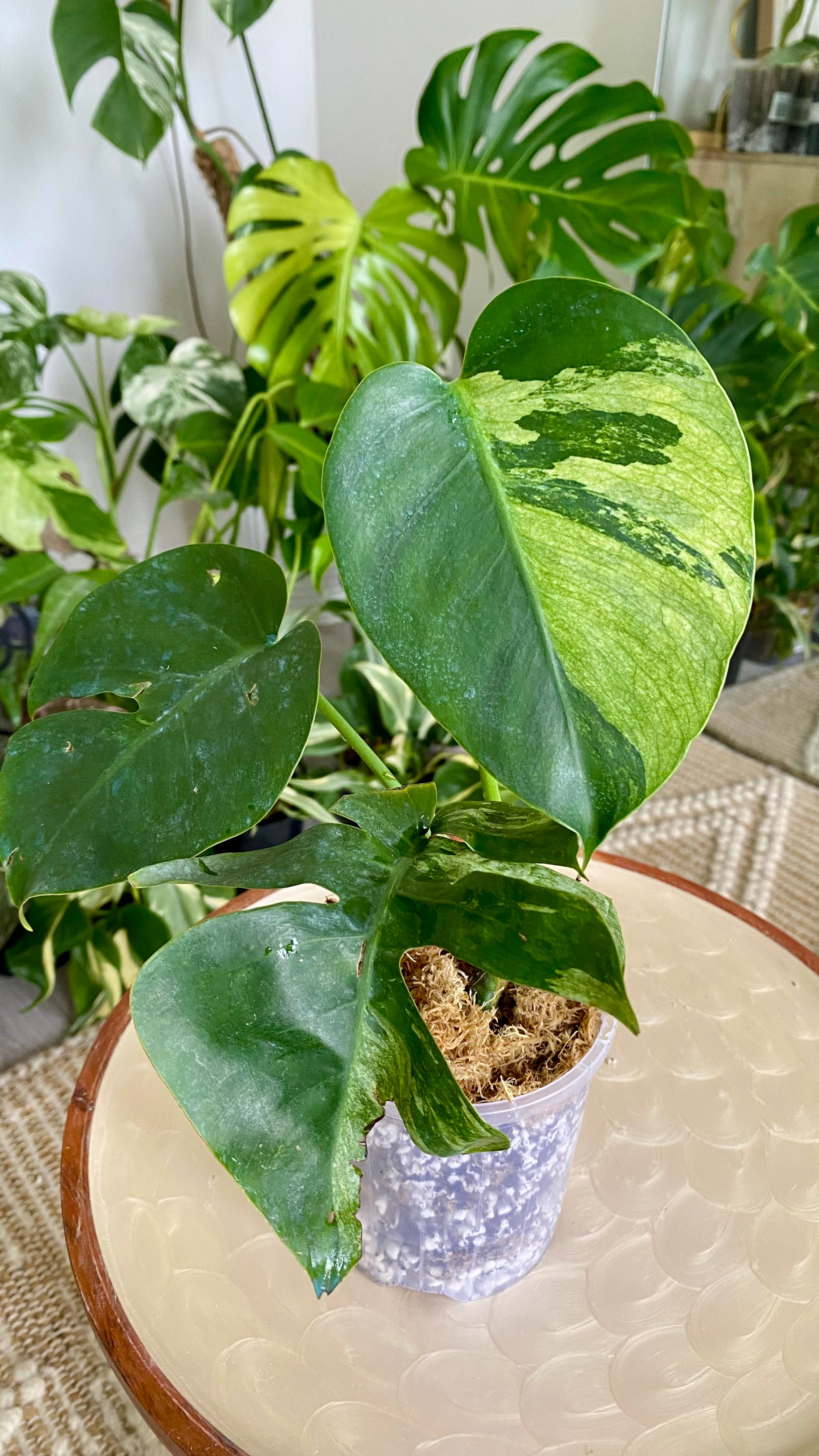 Monstera Jungle Mint – East Coast Rare Plants