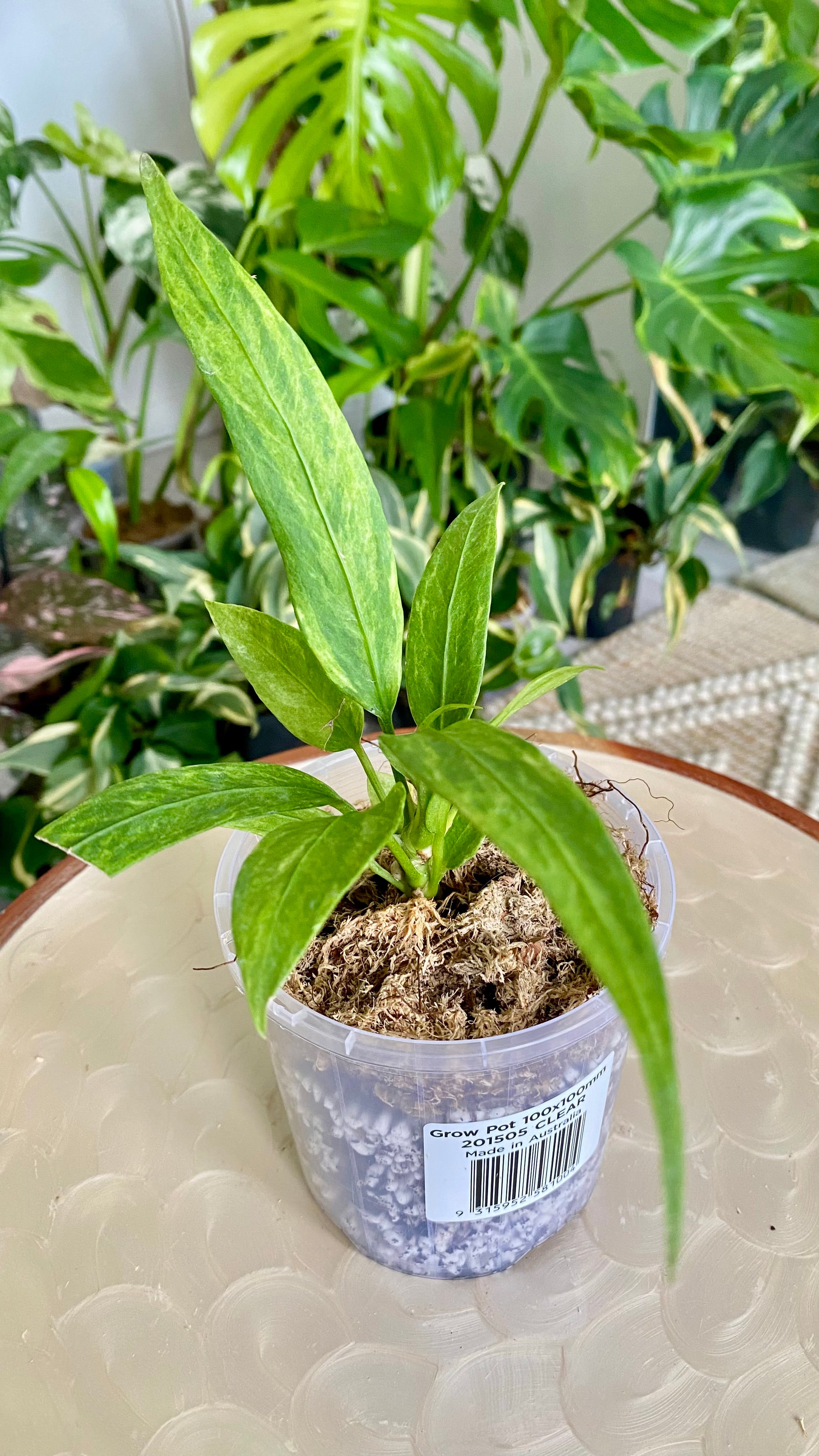 Anthurium Vittarifolium Variegated – East Coast Rare Plants
